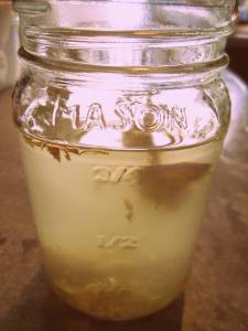 Probiotic Dandelion Wine | heartland herbalist